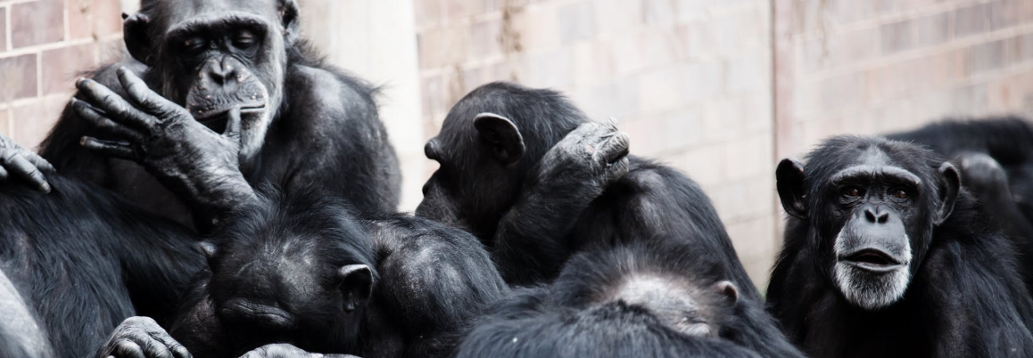 Azure API Management Consumption Tier – baeke.info